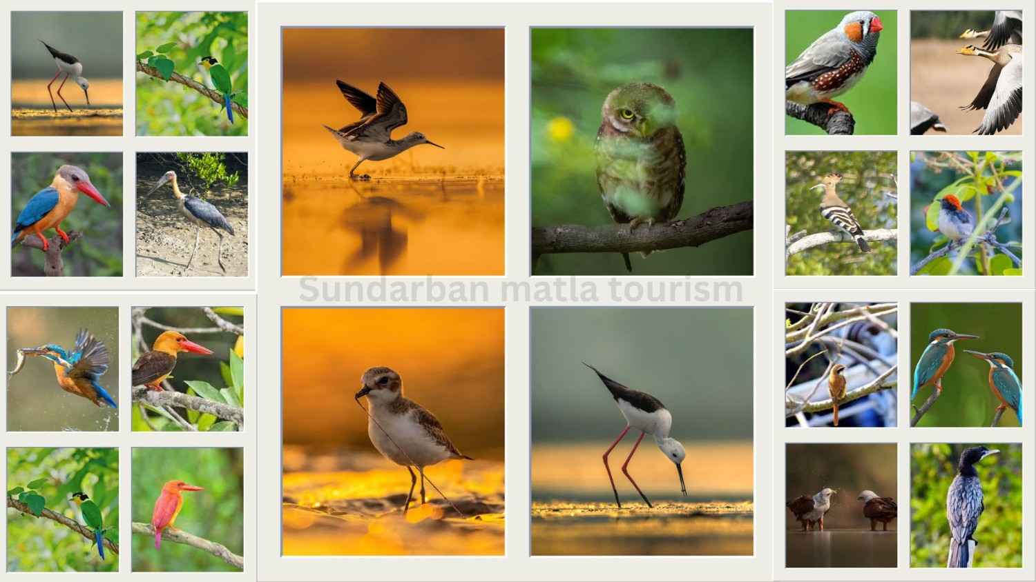 Sundarban Birdwatching Tour – A Paradise for Bird Lovers - Sundarban ...